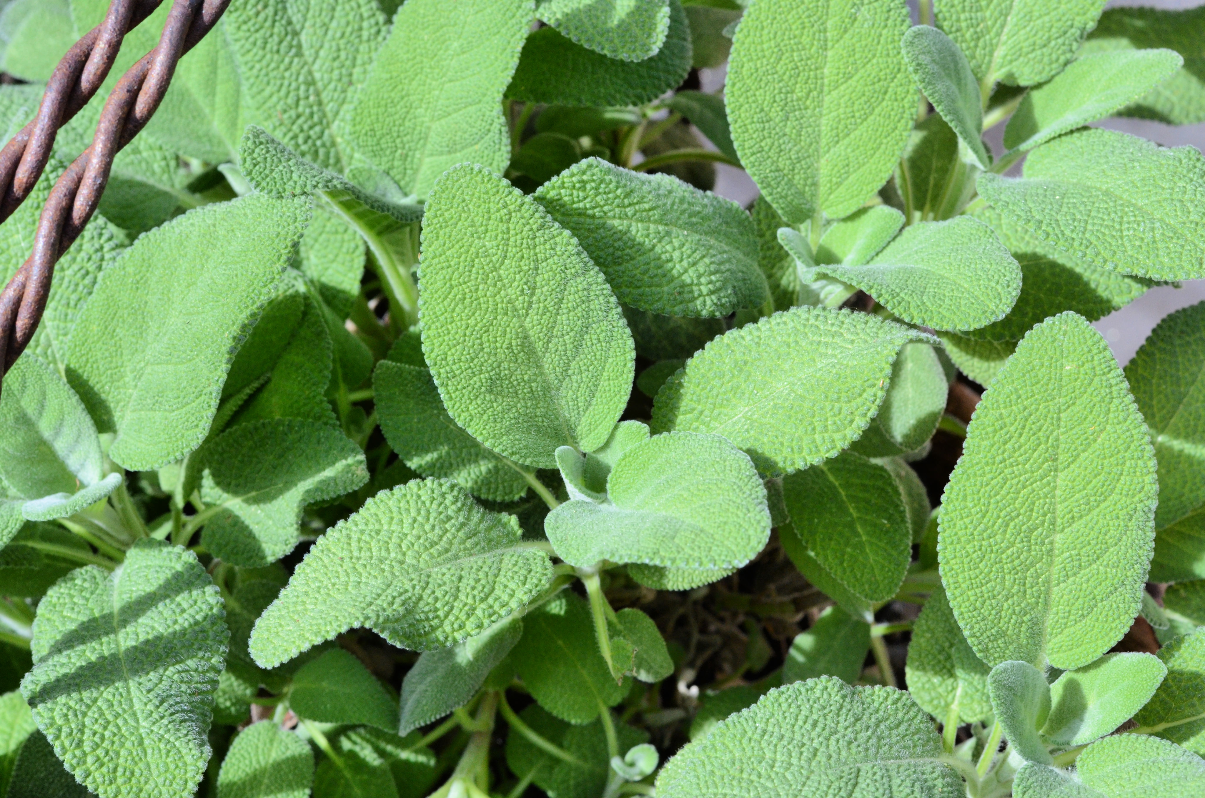 How to Grow and Use Sage - Our Future Homestead