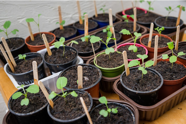 Spring Seed Starting Guide – How to Start Seeds Inside and Outside ...