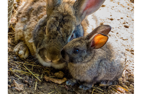 6 Reasons to Have Rabbits on the Homestead - Our Future Homestead