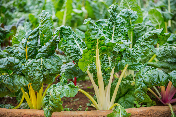 Why You Should Add Swiss Chard to Your Garden and How to Use it Up ...