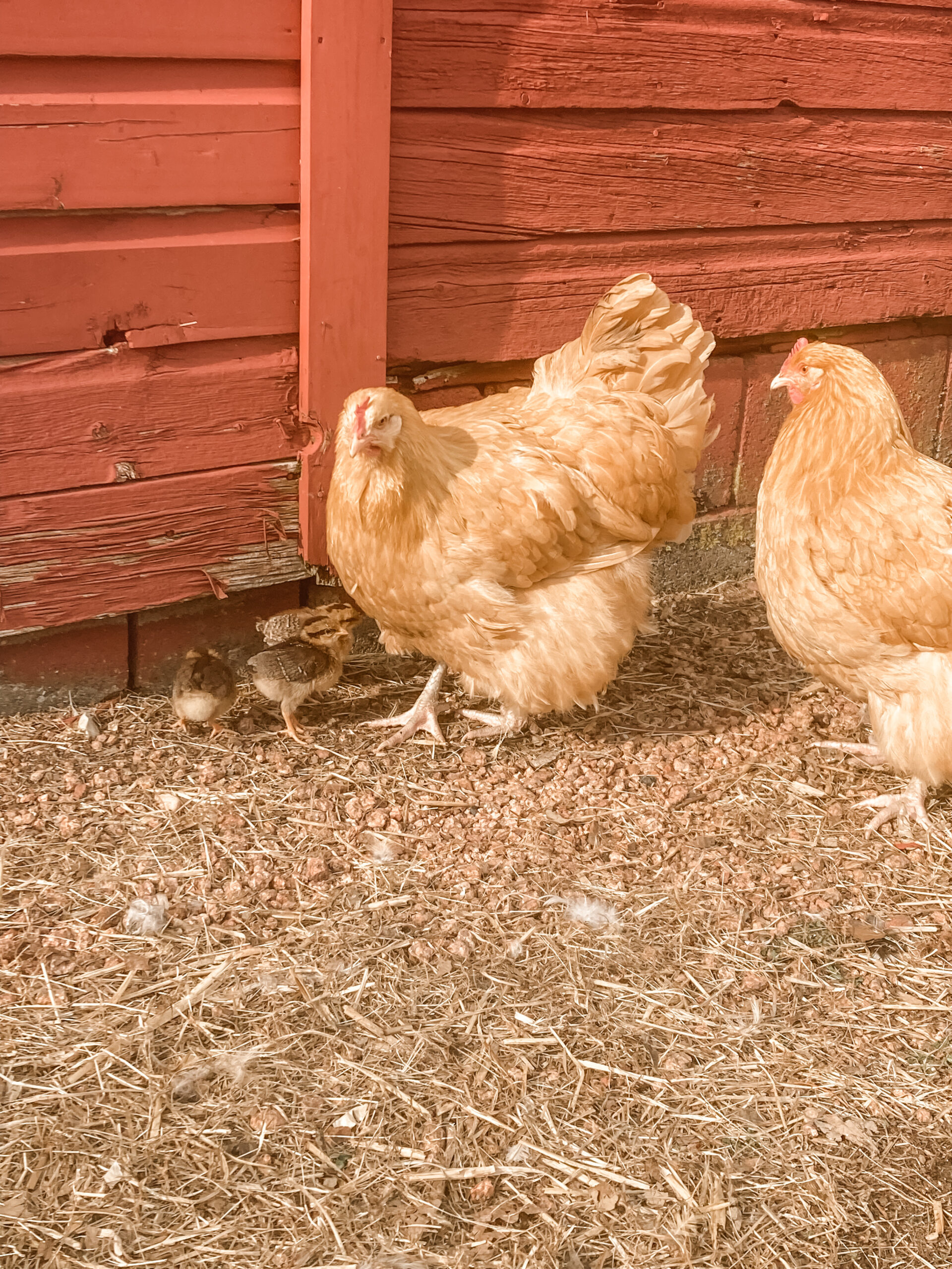 10 Reasons To Add Laying Hens to your Backyard - Our Future Homestead