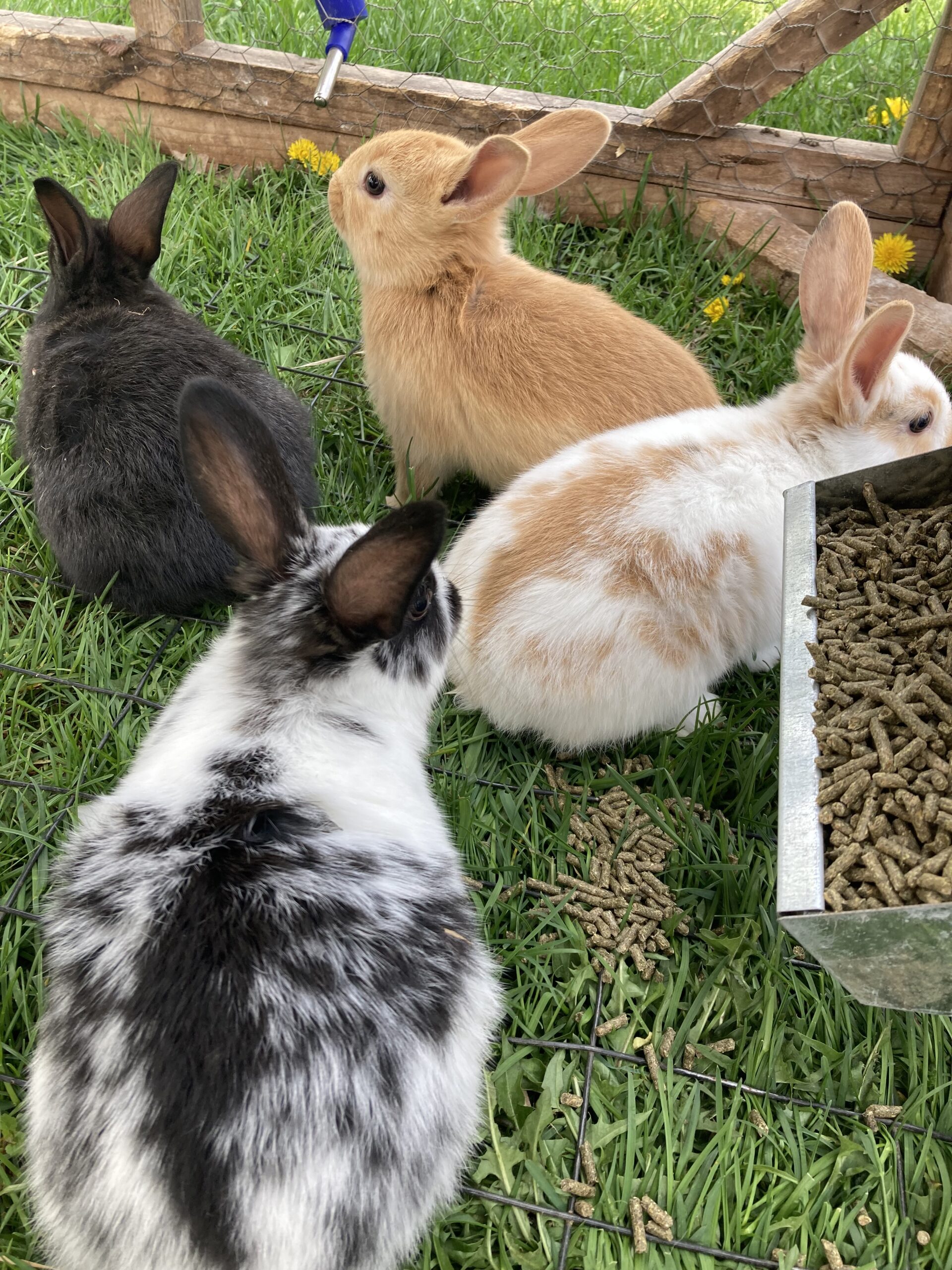 The Basics You Need to Know to Raise Rabbits for Meat - Our Future ...